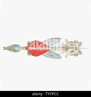Horse trapezius muscle, illustration Stock Photo - Alamy