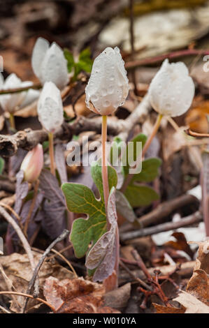 Fresh Blood root bloom before it opens after morning dew in the ...