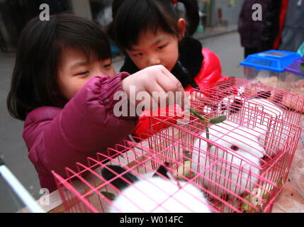 pet store in Beijing, China Stock Photo - Alamy