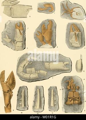 . Die crustaceen der b©hmischen kreideformation. Crustacea, Fossil ...