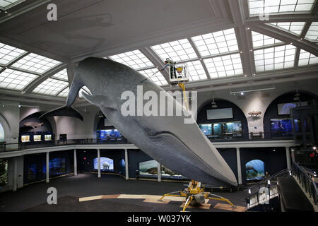BLUE WHALE MODEL MILSTEIN HALL OF OCEAN LIFE (©TROWBRIDGE & LIVINGSTON ...