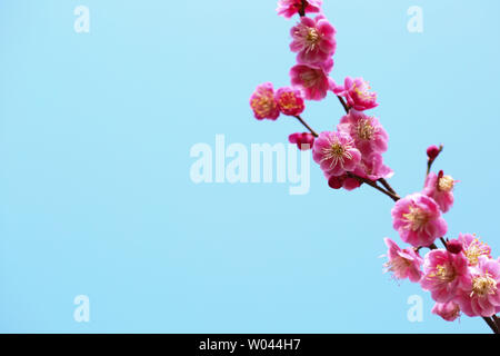 Red plum blossoms bloom in Nantong City, east China's Jiangsu Province ...