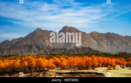 Scenery of Hu Yang blue sky in Alashan Desert, Inner Mongolia, China ...