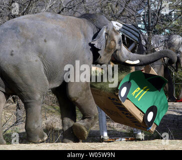 Raja, the first Asian elephant to be born at the St. Louis Zoo ...