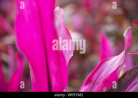 Photos of red-leaved plantain plants Stock Photo - Alamy