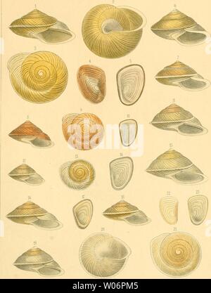 . Die Familie der Helicinidae . ^ 18 Stock Photo - Alamy