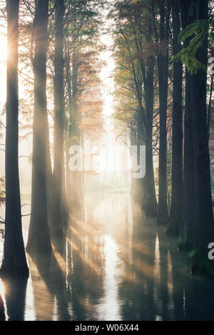 Autumn in Qingxi Country Park in Shanghai Stock Photo - Alamy