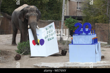 Raja, the first Asian elephant to be born at the St. Louis Zoo ...