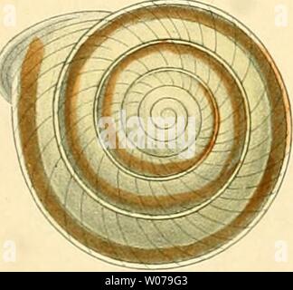 . Die Familie der Helicinidae . -^^0 25 (^^^^ Stock Photo - Alamy