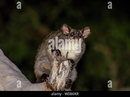 greater glider (Petauroides volans minor) on an old tree stump in north ...
