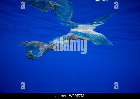 sperm whale skin Stock Photo - Alamy