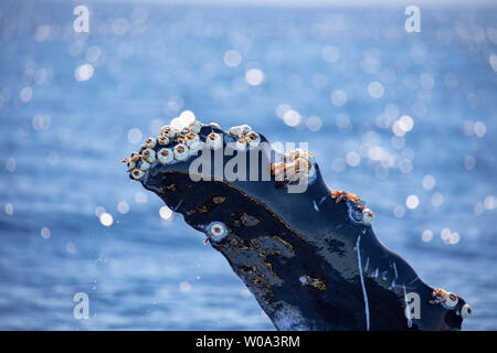 Acorn barnacles and goose neck barnacles attached to a humpback whale ...