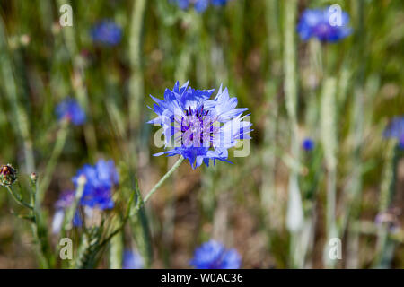 Cornflower is the national flower of Estonia Stock Photo - Alamy