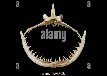 A photograph showing the teeth in the lower jaw of a monkfish, or ...