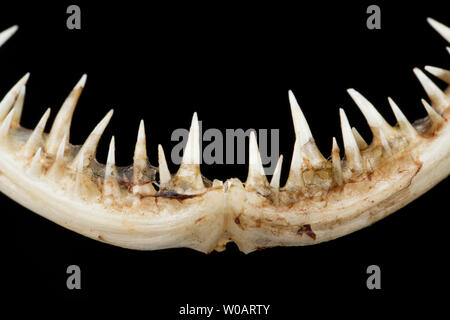 A photograph showing the teeth in the lower jaw of a monkfish, or ...