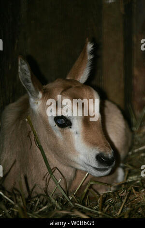 A week old Scimitar horned oryx calf, named Lennox by his keepers at ...