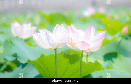 Lotus at Lotus Lake Park, Bridge Head Stock Photo - Alamy