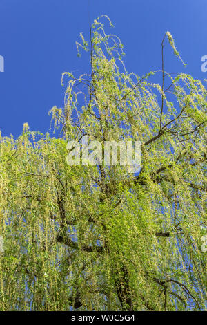 The True weeping willow (Salix babylonica) is a plant from the kind of ...