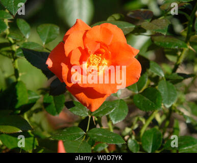 The Laura Bush Rose is unveiled in the First Ladies' Garden, on The ...