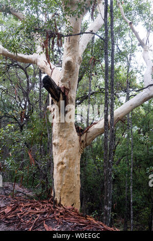 An Australian Paperbark tree, also called a Melaleuca quinquenervia in ...