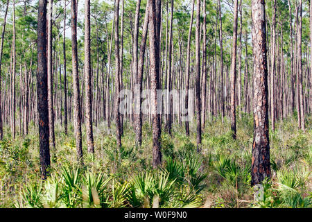 Florida, Everglades National Park, Pinelands Trail, Slash Pine (Pinus ...