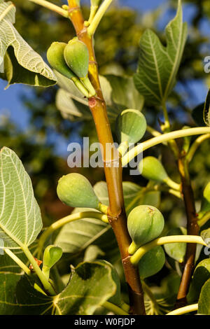 fig tree full of figs Stock Photo - Alamy