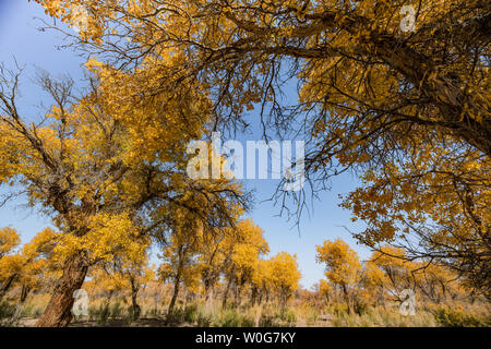 Hu Yang Lin in the sand Stock Photo - Alamy