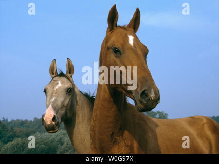 ACHAL TEKE HORSES Stock Photo - Alamy