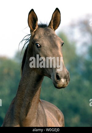 ACHAL TEKE HORSES Stock Photo - Alamy