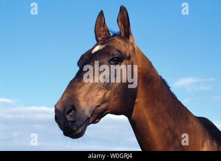 ACHAL TEKE HORSES Stock Photo - Alamy