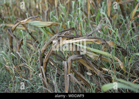 Wilted corn plants are seen on August 6, 2012 in Ridgely, Maryland. The ...