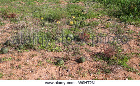 Colocynth (Citrullus colocynthis Stock Photo - Alamy
