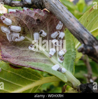 Hydrangea scale bug, white scale insect, Pulvinaria hydrangeae. A sap ...