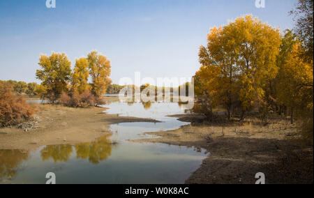 Hu Yang Lin of the Tarim River in Runtai, Xinjiang Stock Photo - Alamy
