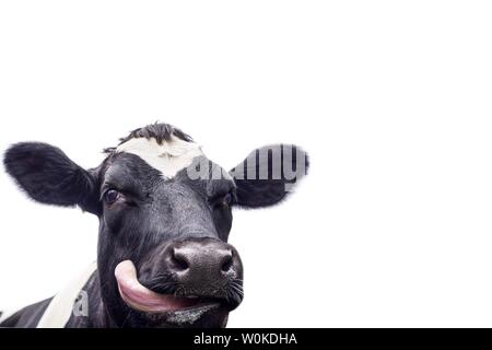 White cow licking its lips and looking through a fence Stock Photo - Alamy