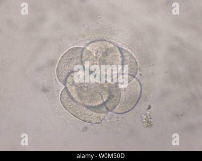 A microscopic photo of a cloned human embryo at the four cell stage ...