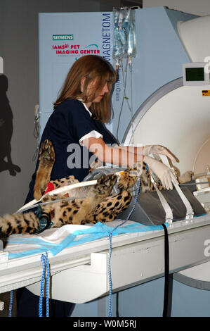 Norok, a 12-year-old cheetah from the Smithsonian’s National Zoo ...