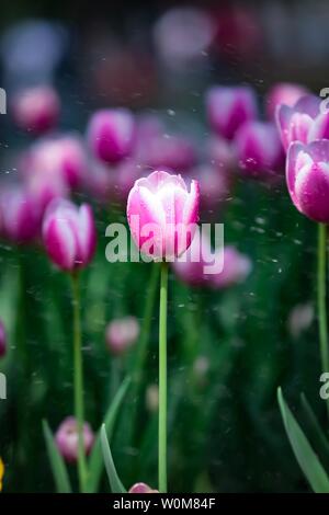 Beijing Yuyuantan tulips Stock Photo - Alamy