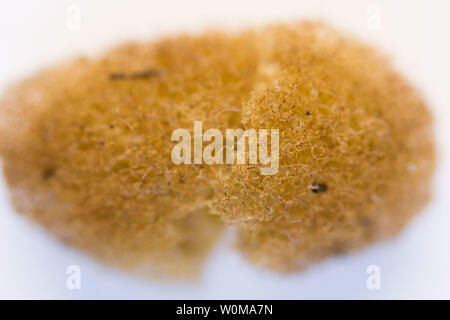 Medicinal leech (Hirudo medicinalis) egg cocoon, UK Stock Photo - Alamy