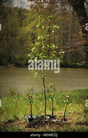 A Moon Tree grown from Apollo 14 seeds was planted at the National ...