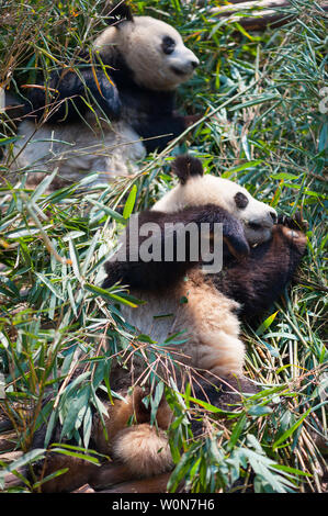 Beautiful look at a giant panda bear Stock Photo - Alamy