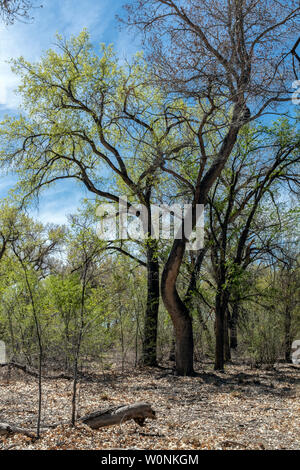 Cottonwood trees on the Rio Grande bosque (river forest) in early ...