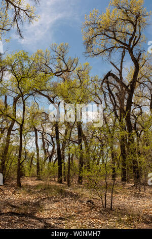 Cottonwood trees on the Rio Grande bosque (river forest) in early ...