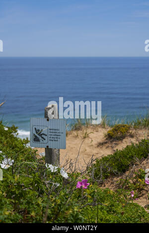 Beach Rose on Cape Cod Stock Photo - Alamy