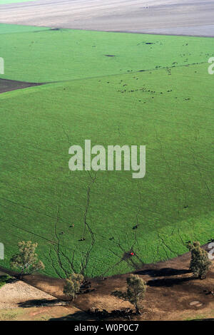 liverpool plains northern nsw australia Stock Photo - Alamy