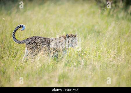 Leopard walking in backlit grass in Kruger National park, South Africa ...
