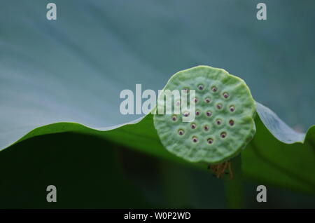 Lotus, Xia Ho, Lotus, Photography Stock Photo - Alamy