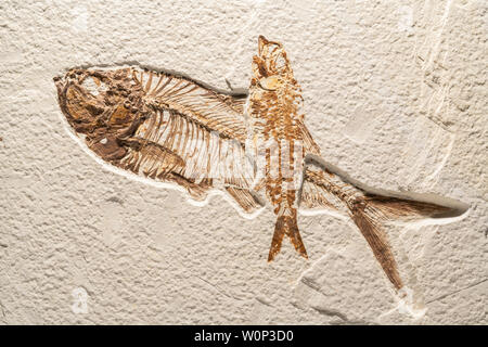 Fossil fish, Knightia eocaena, Eocene, Whyoming, Usa Stock Photo - Alamy