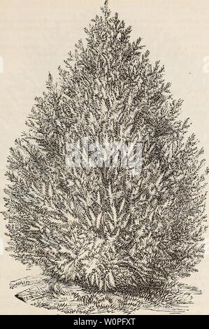 Thuja occidentalis drawing Stock Photo - Alamy
