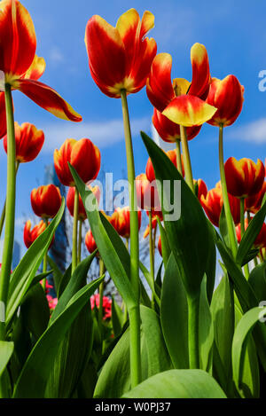 Red tulip phone screensaver lock screen picture HD flowers bloom Stock ...